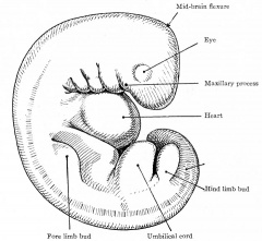 Embryology History - Julius Kollmann - Embryology