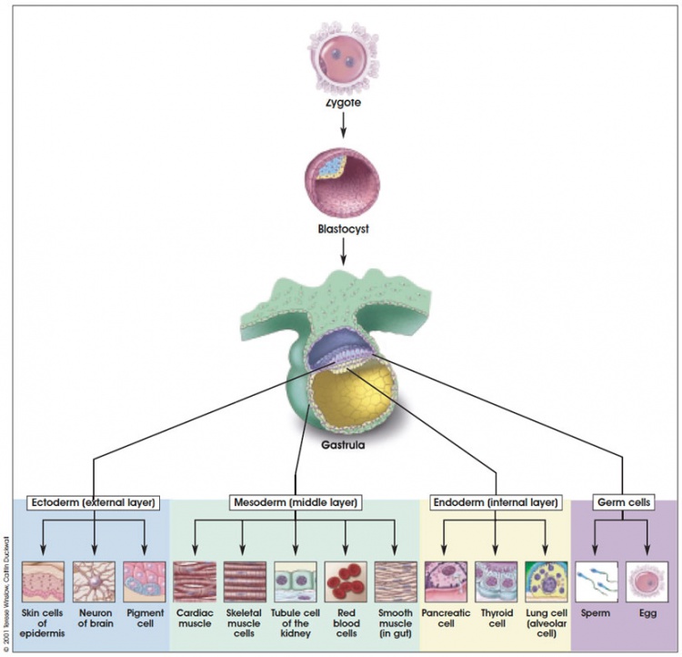 K12 Human and Other Animal Development - Embryology