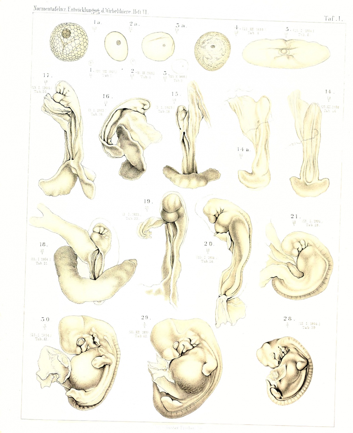 Deer Development - Embryology