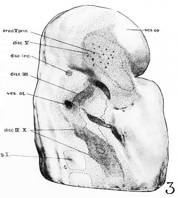 Paper - The Anatomy of Human Embryos with Seventeen to Twenty-three ...