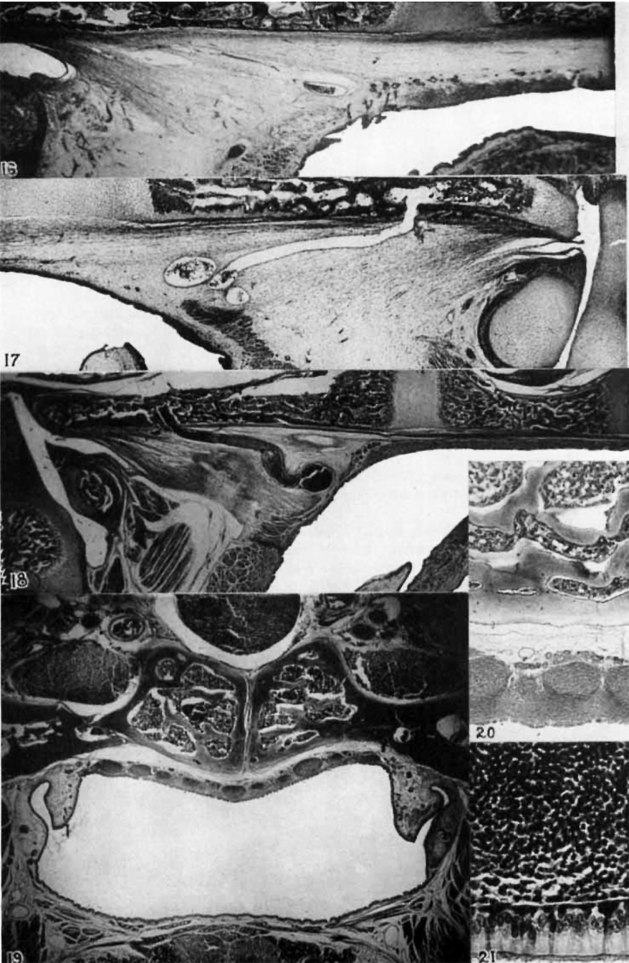 Paper - The developmental significance of the mammalian pharyngeal ...