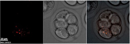Mouse Stages - Embryology