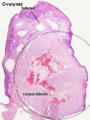 Corpus Luteum Development - Embryology