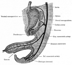Gastrointestinal Tract - Stomach Development - Embryology