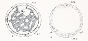 Paper - The Organization and Cell-Lineage of the Ascidian Egg - Embryology