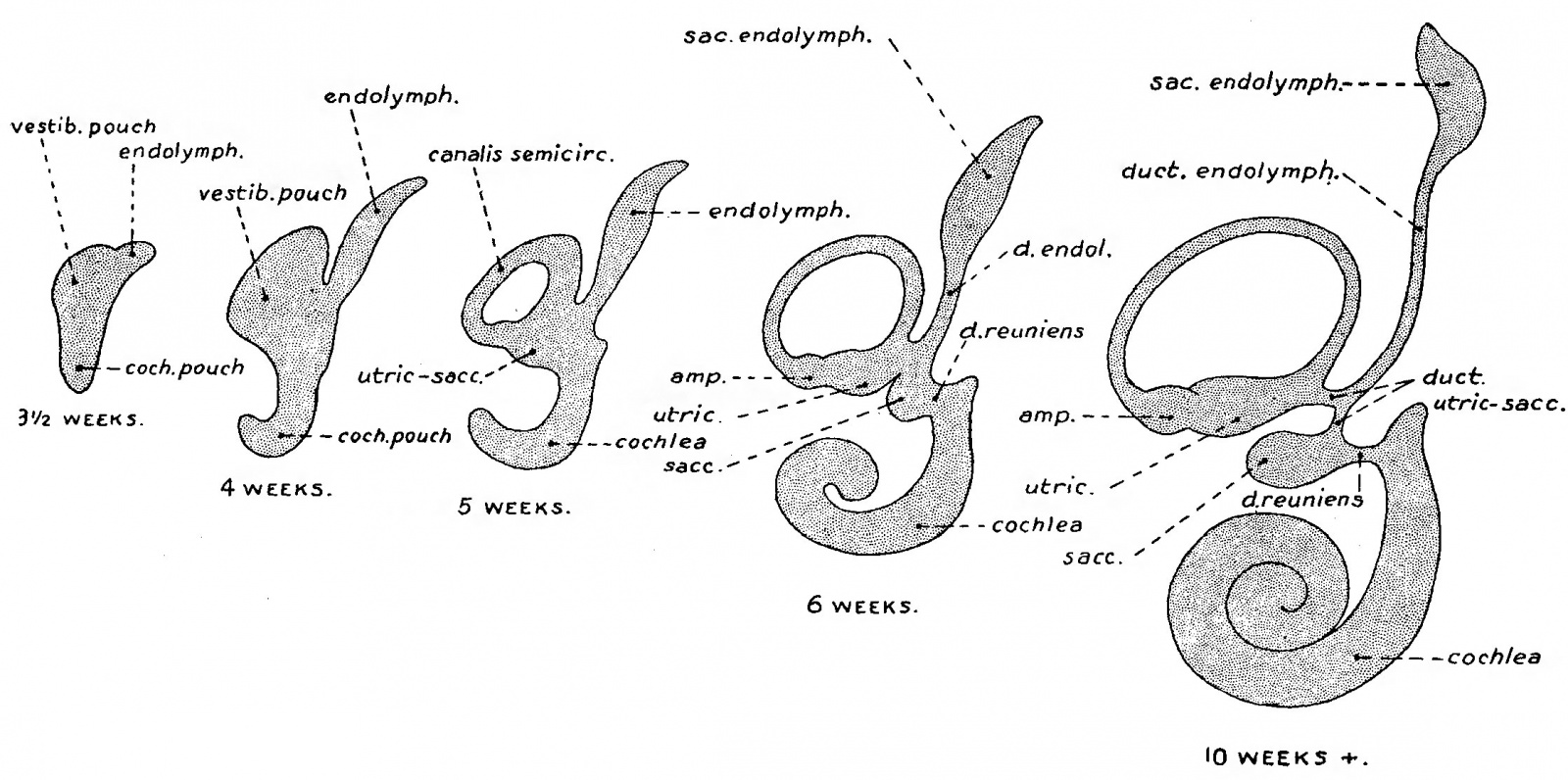 Paper - On the development of the membranous labyrinth and the acoustic ...
