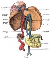 Category:Gallbladder - Embryology