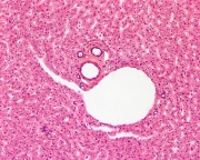 Gastrointestinal Tract - Histology - Embryology