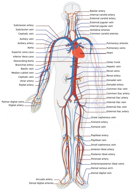 HM Practical - Cardiac Histology - Embryology