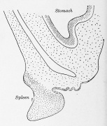 Cardiovascular System - Spleen Development - Embryology