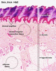 ANAT2241 Integumentary System - Embryology