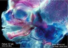 Joint Development - Temporomandibular Joint - Embryology