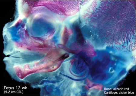 Musculoskeletal System - Bone Development Timeline - Embryology