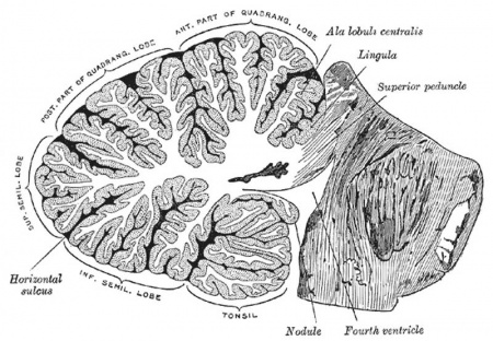 Neural - Cerebellum Development - Embryology