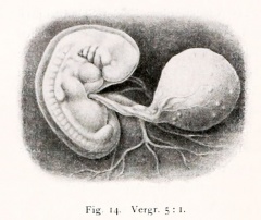 Book - Normal plates of the development of the human embryo (1908 ...
