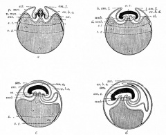 Category:Coelomic Cavity - Embryology