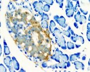Gastrointestinal Tract - Pancreas Histology - Embryology