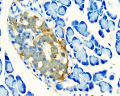 Gastrointestinal Tract - Pancreas Histology - Embryology