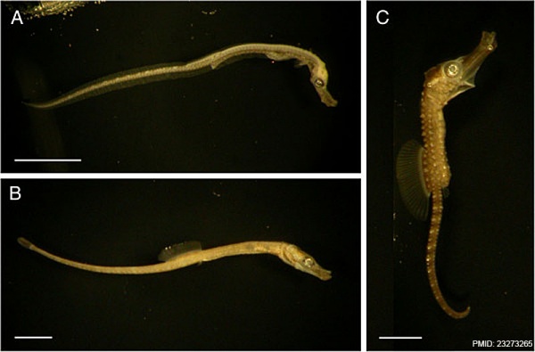 Seahorse Development - Embryology