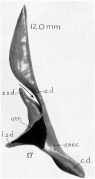 Category:Placode - Embryology