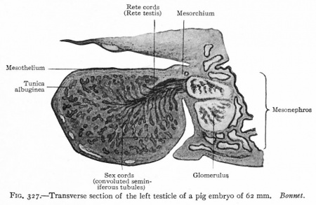 User:Z3333429 - Embryology