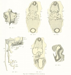 Book - Normal plates of the development of the human embryo (1908 ...