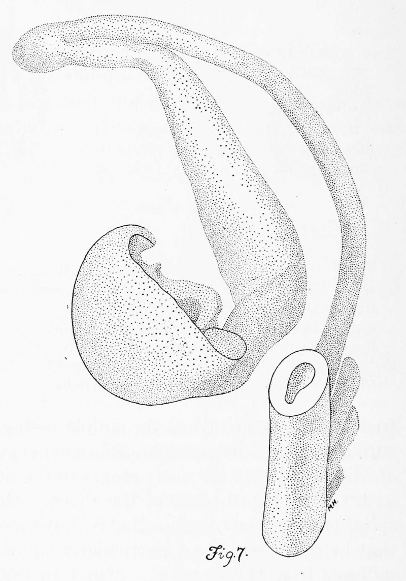 Paper - The course of the Wolffian tubules in mammalian embryos ...
