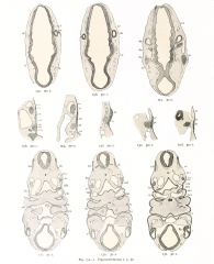 Book - Normal plates of the development of the human embryo (1908 ...