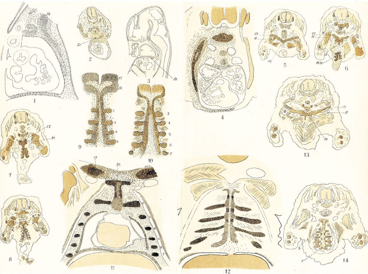 Paper - The sternum - its early development and ossification in man and ...