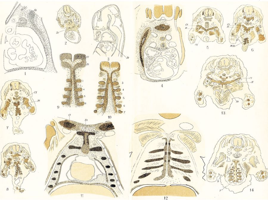 Paper - The sternum - its early development and ossification in man and ...