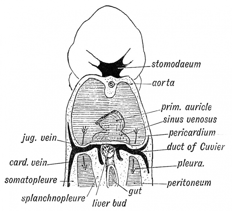 Book - Human Embryology and Morphology 16 - Embryology