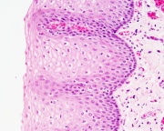 Gastrointestinal Tract - Histology - Embryology