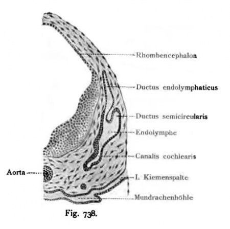 Embryology History - Julius Kollmann - Embryology