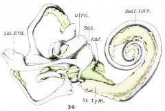 Paper - Development of the otic capsule 2 - Embryology
