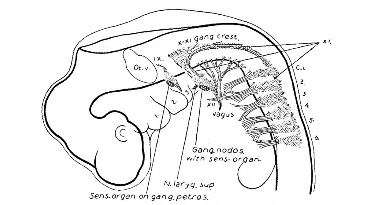 Paper - The Development of the Cranial and Spinal Nerves in the ...