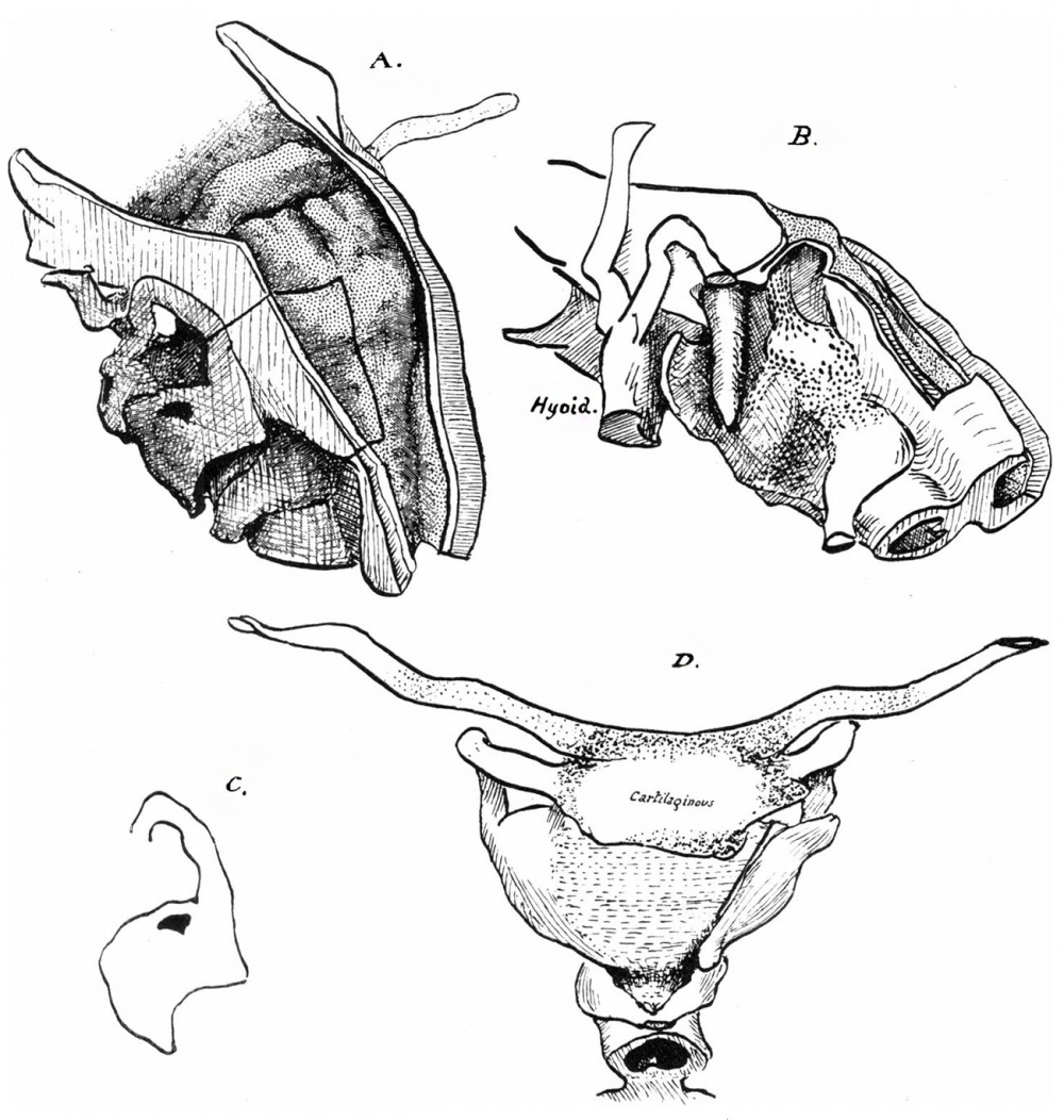 Paper - Development of the larynx (1910) - Embryology