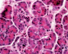 Gastrointestinal Tract - Pancreas Histology - Embryology