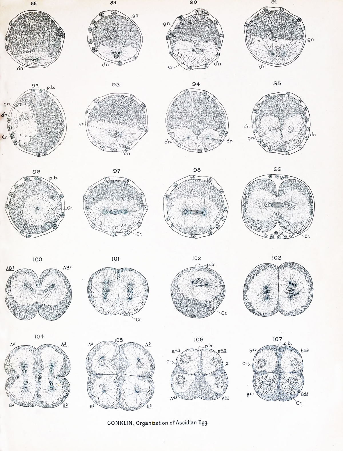 Paper - The Organization and Cell-Lineage of the Ascidian Egg 10 ...