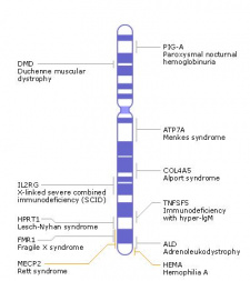 O - Embryology