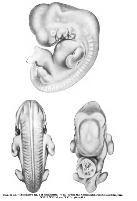 Book - Manual of Human Embryology 6 - Embryology