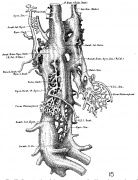 Cardiovascular - Venous Development - Embryology