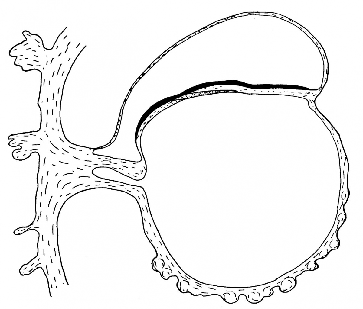 Paper - A human embryo with head-process and commencing arch enteric ...