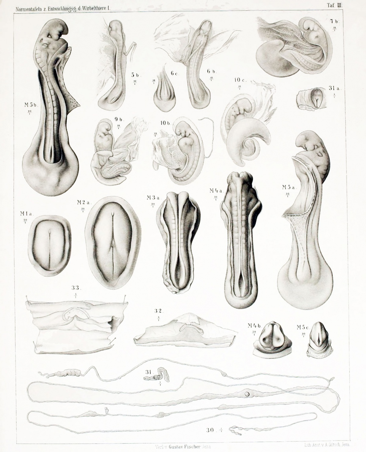Book - Normal Plates of the Development of Vertebrates 1 - Embryology