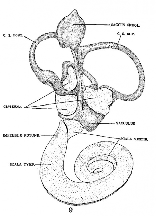 Paper - The Development of the Scala Tympani, Scala Vestibuli and ...