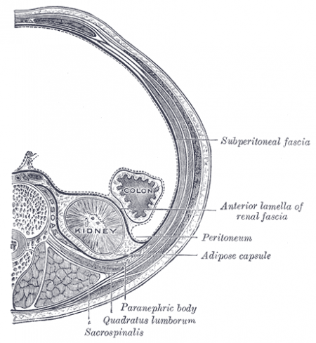 Coelomic Cavity Development - Embryology