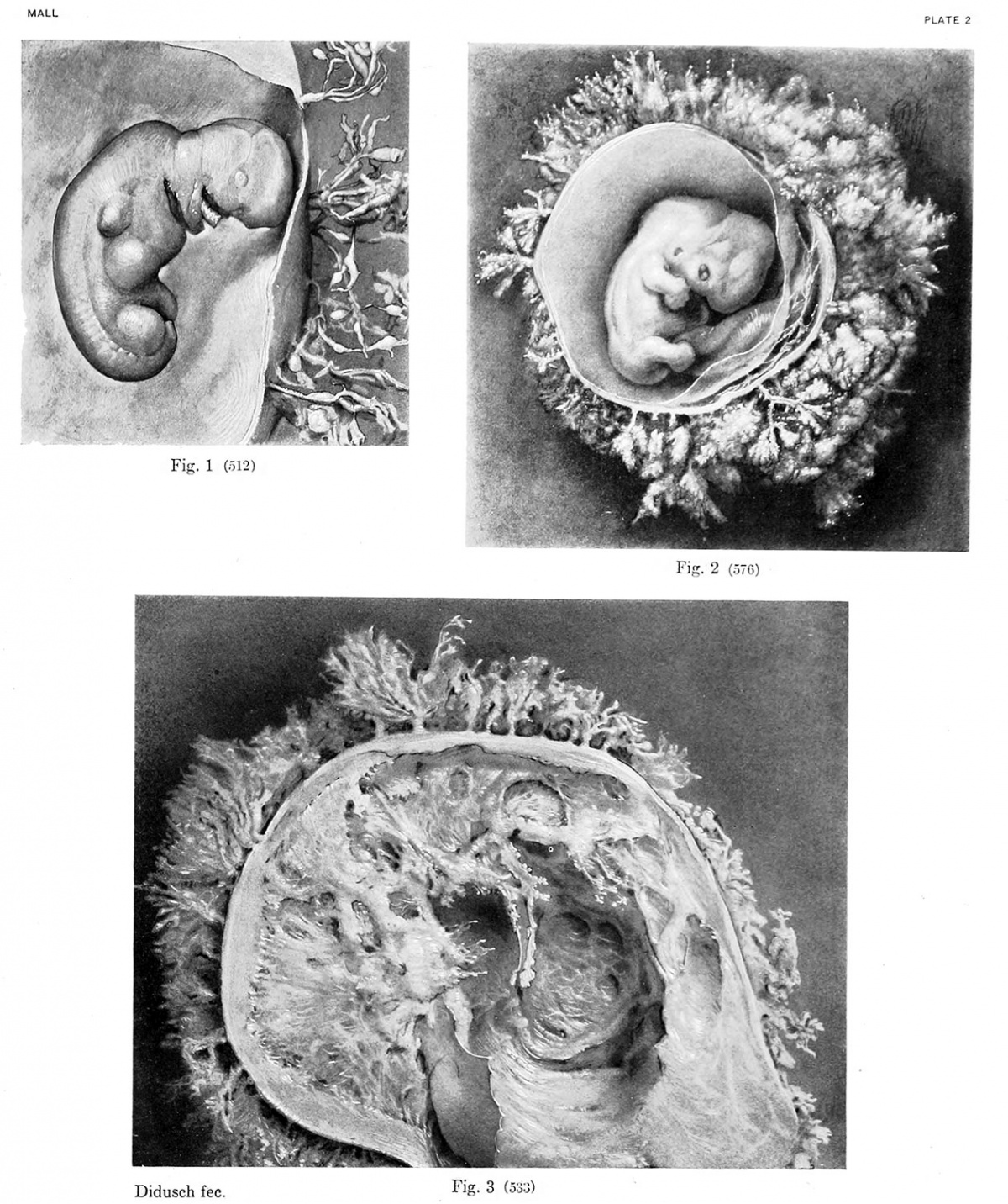 Book - Contributions to Embryology Carnegie Institution No.10 - Embryology