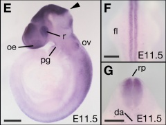 Rat Development - Embryology
