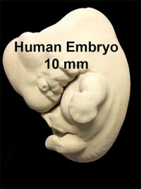 Model Embryo 10mm Movie 1 - Embryology