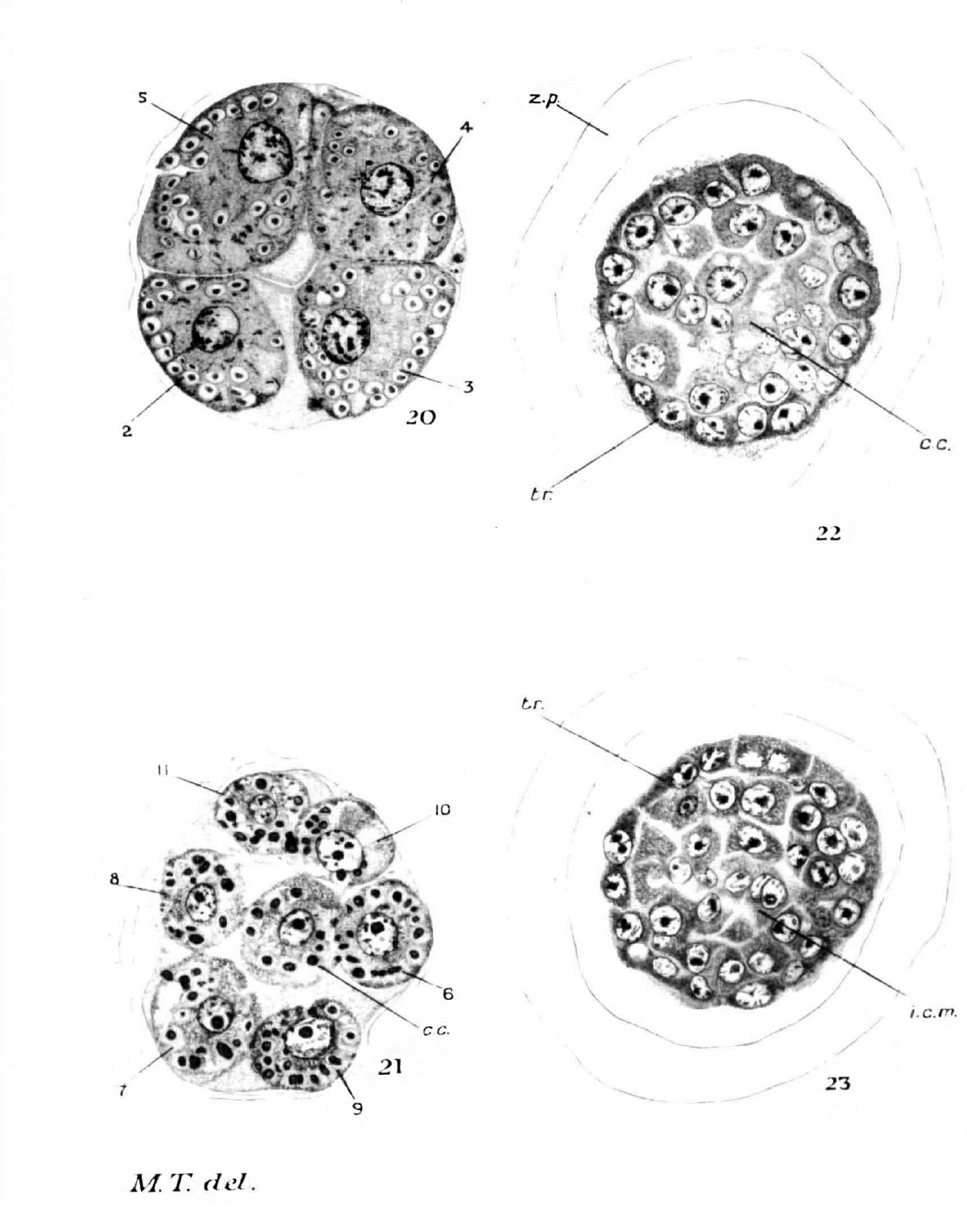 The early development of the cat - figures - Embryology