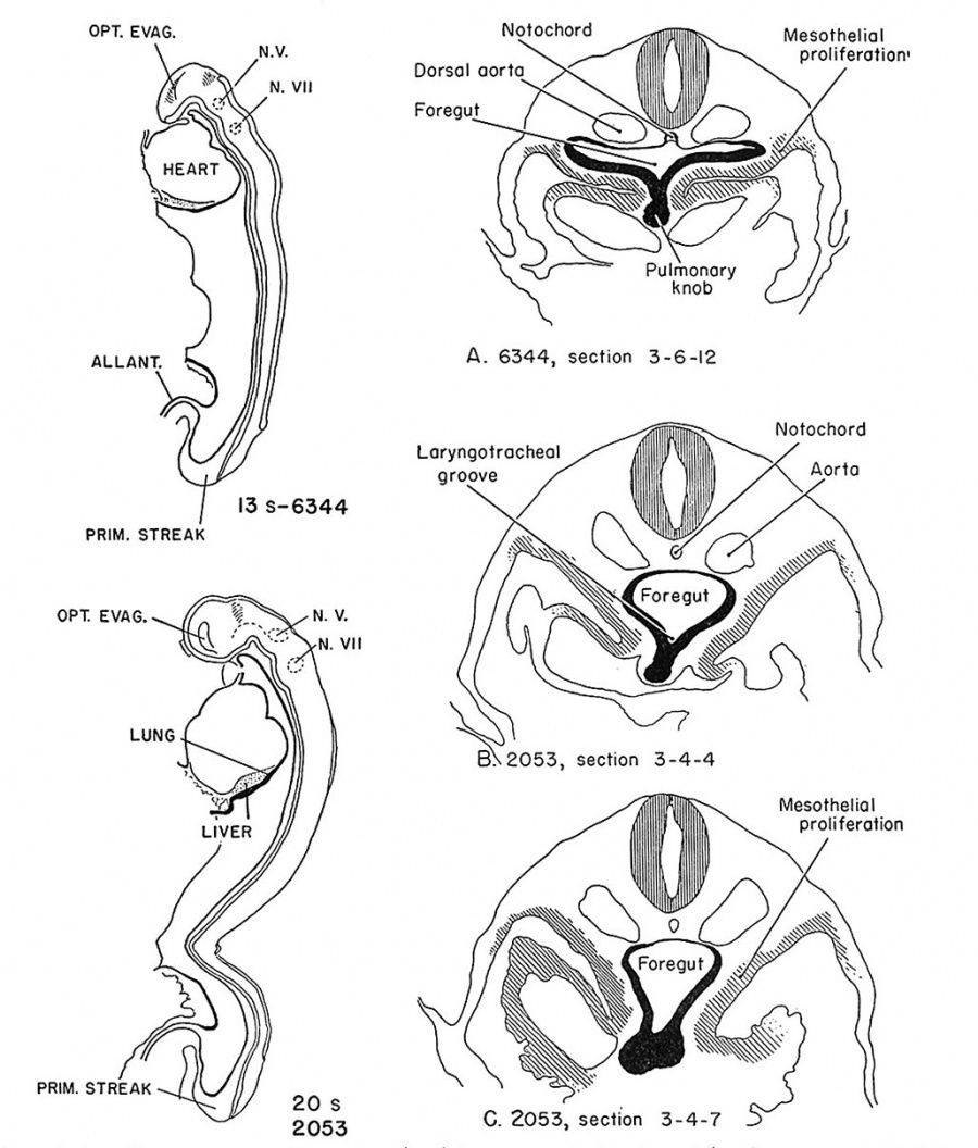 Paper - Normal development of the trachea and esophagus in man - Embryology